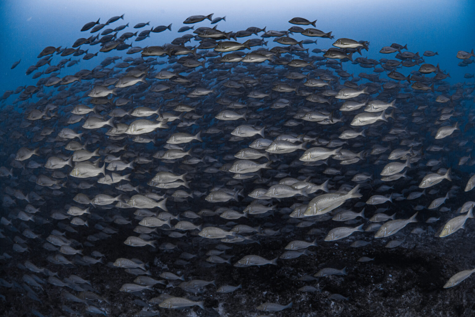 トライアングル 32日目延長戦 – Dive Focus :: 沖縄でのダイビングならフォーカスへ