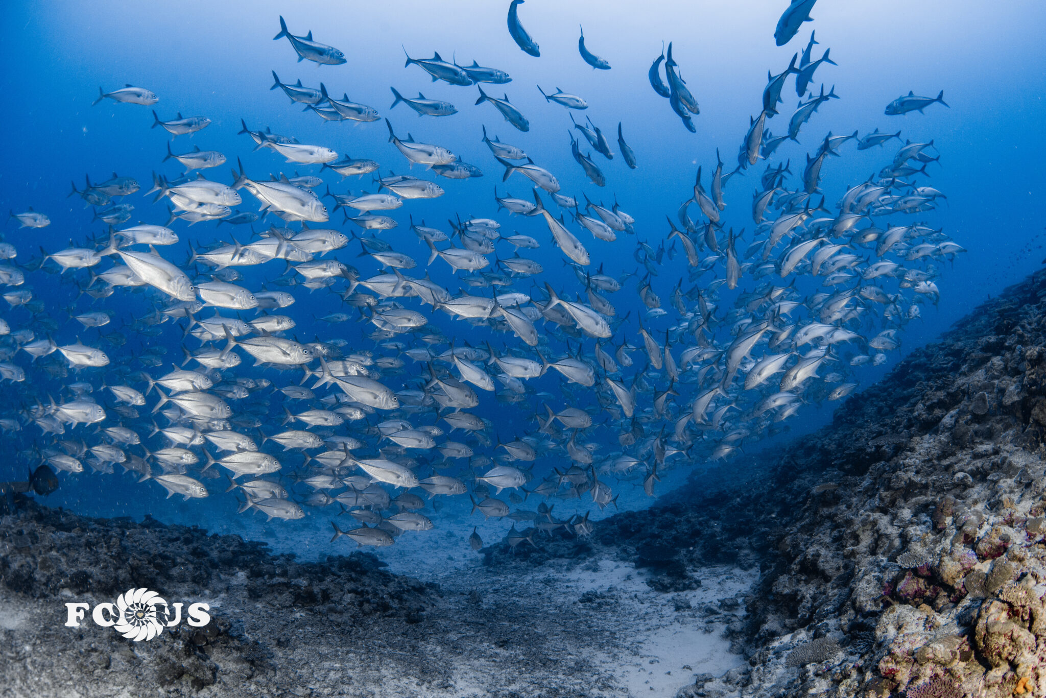 Dive Focus :: 沖縄でのダイビングならフォーカスへ – ベテランダイバーからビギナーダイバー、ブランクダイバー、まだダイビングをしたことがない方までもあなたのリクエストにフォーカス ...