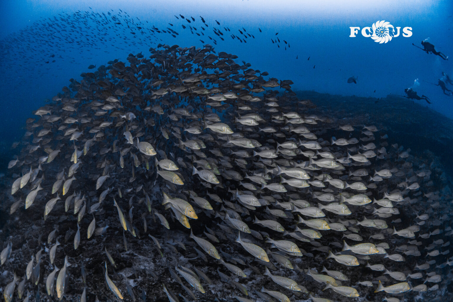 Dive Focus :: 沖縄でのダイビングならフォーカスへ – ベテランダイバーからビギナーダイバー、ブランクダイバー、まだダイビングをしたことがない方までもあなたのリクエストにフォーカス ...