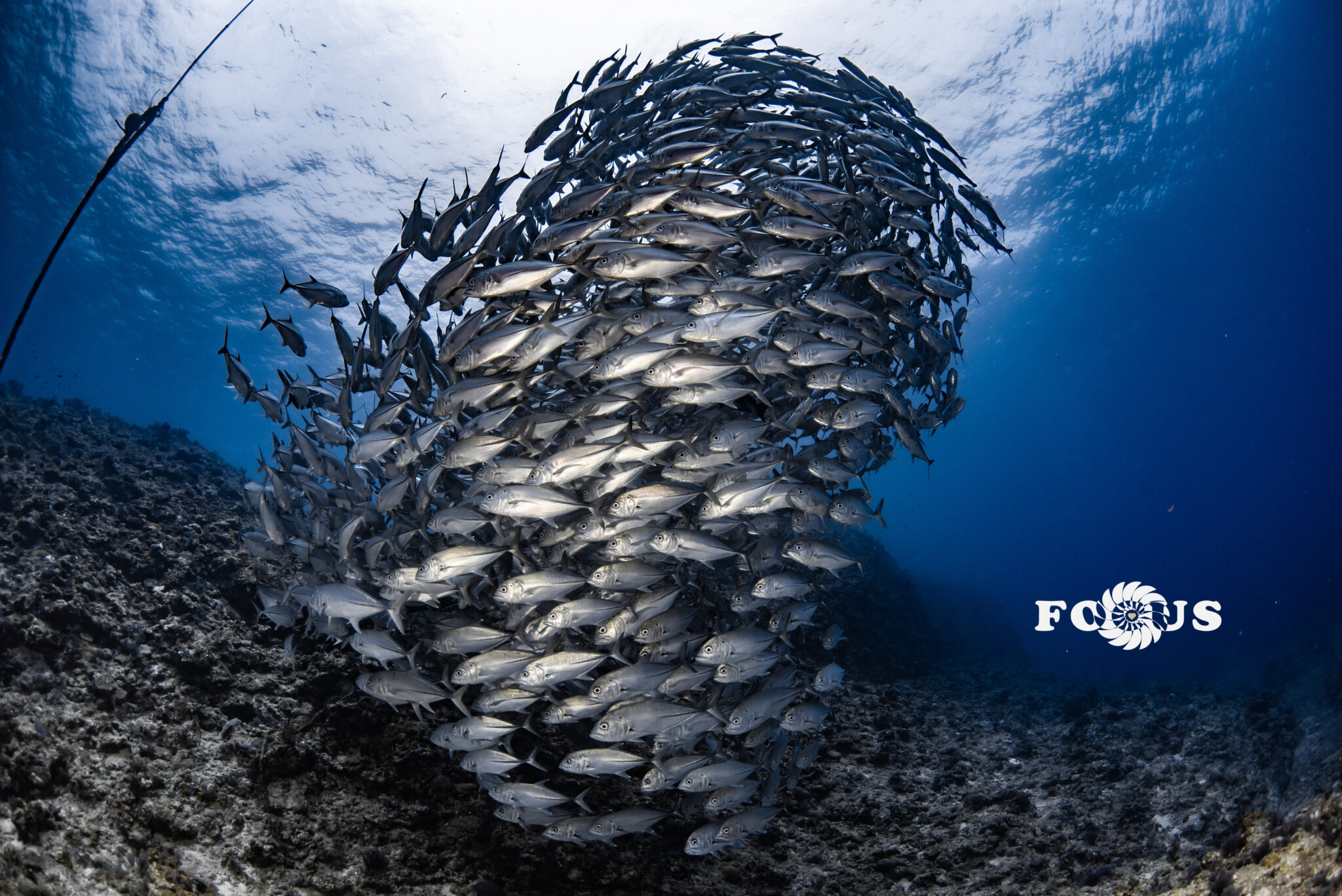 Dive Focus :: 沖縄でのダイビングならフォーカスへ – ベテランダイバーからビギナーダイバー、ブランクダイバー、まだダイビングをしたことがない方までもあなたのリクエストにフォーカス ...