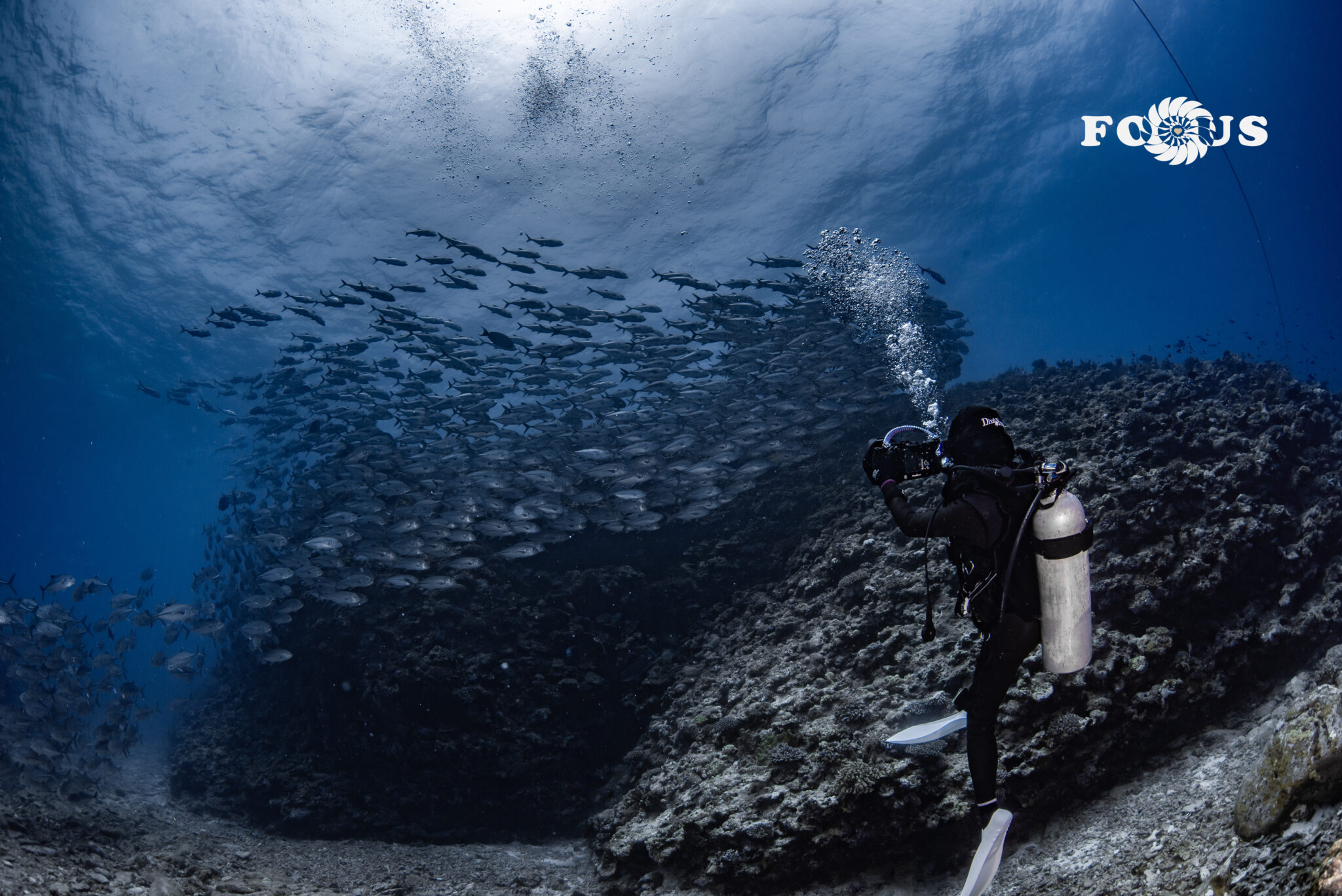 Dive Focus :: 沖縄でのダイビングならフォーカスへ – ベテランダイバーからビギナーダイバー、ブランクダイバー、まだダイビングをしたことがない方までもあなたのリクエストにフォーカス ...