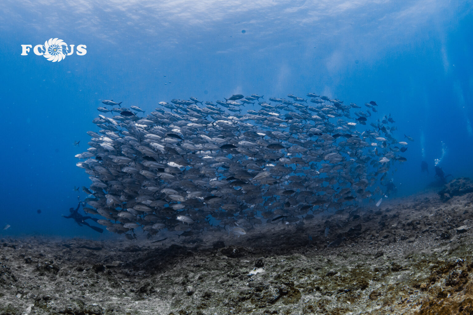 粟国遠征 7回目 – Dive Focus :: 沖縄でのダイビングならフォーカスへ