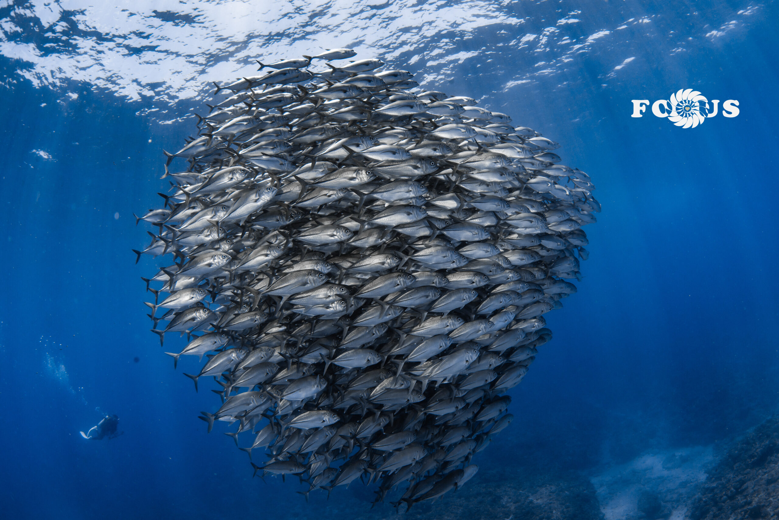 粟国遠征 9回目 – Dive Focus :: 沖縄でのダイビングならフォーカスへ