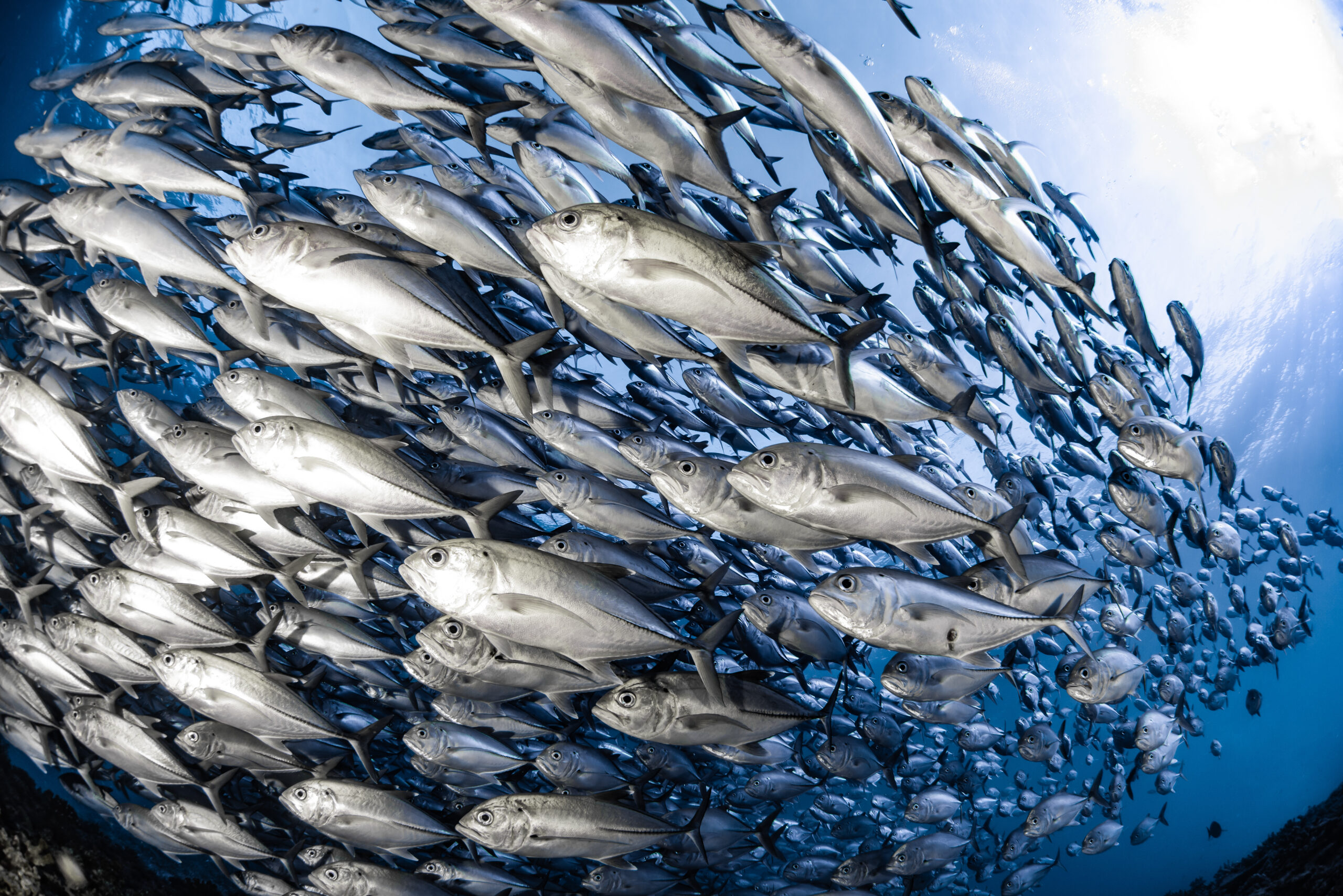 粟国遠征 19回目 – Dive Focus :: 沖縄でのダイビングならフォーカスへ