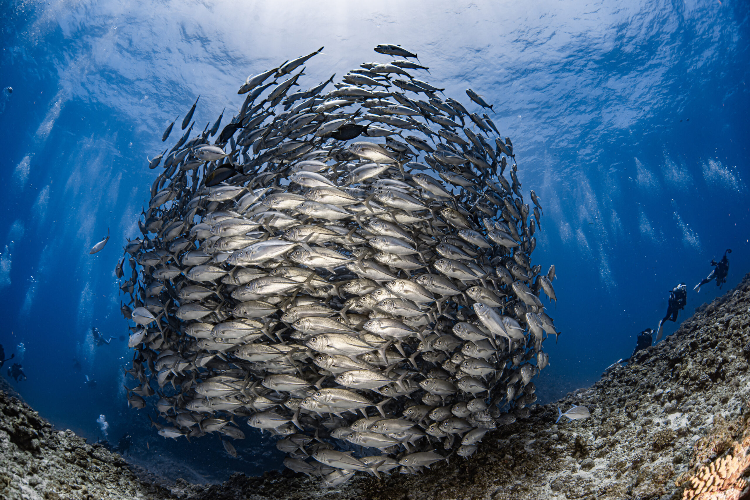 粟国遠征 29回目 – Dive Focus :: 沖縄でのダイビングならフォーカスへ