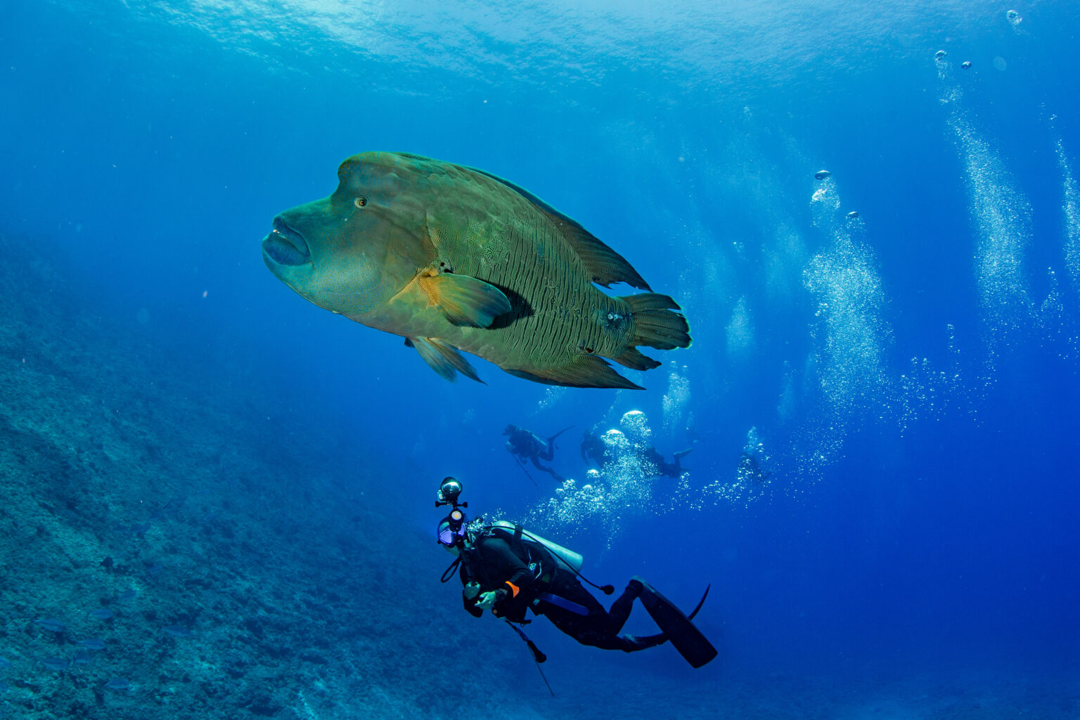 粟国遠征 32回目 – Dive Focus :: 沖縄でのダイビングならフォーカスへ
