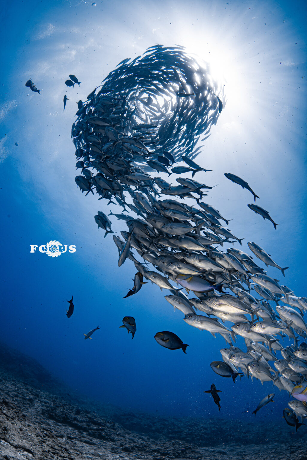 海ブログ – Dive Focus :: 沖縄でのダイビングならフォーカスへ