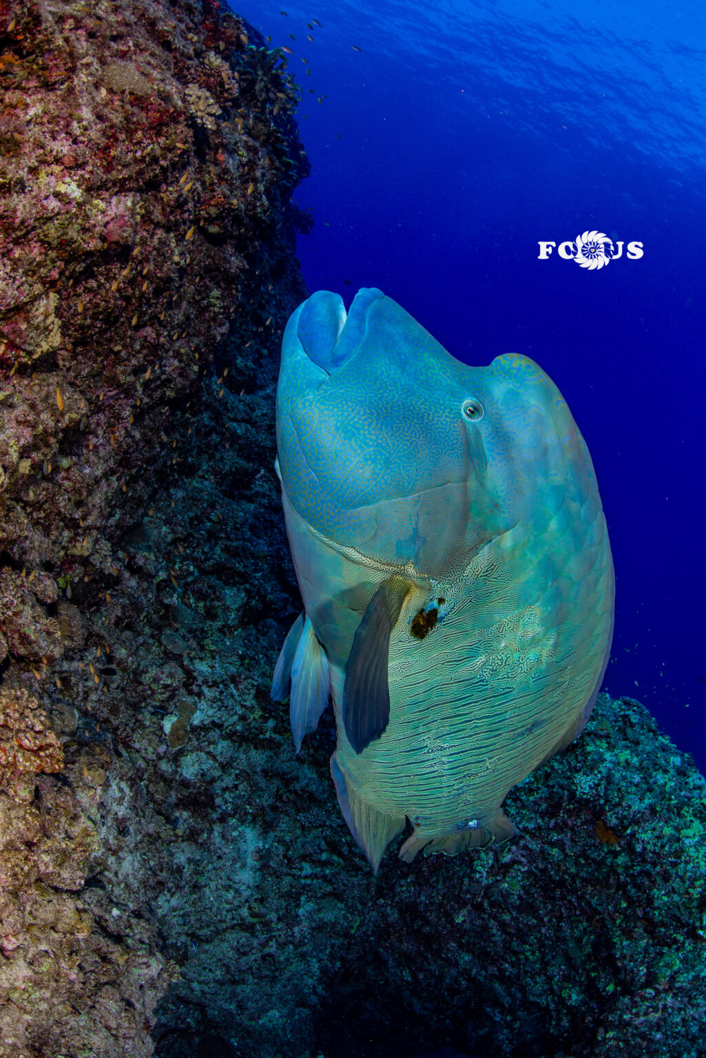 Dive Focus :: 沖縄でのダイビングならフォーカスへ – ベテランダイバーからビギナーダイバー、ブランクダイバー、まだダイビングをしたことがない方までもあなたのリクエストにフォーカス ...