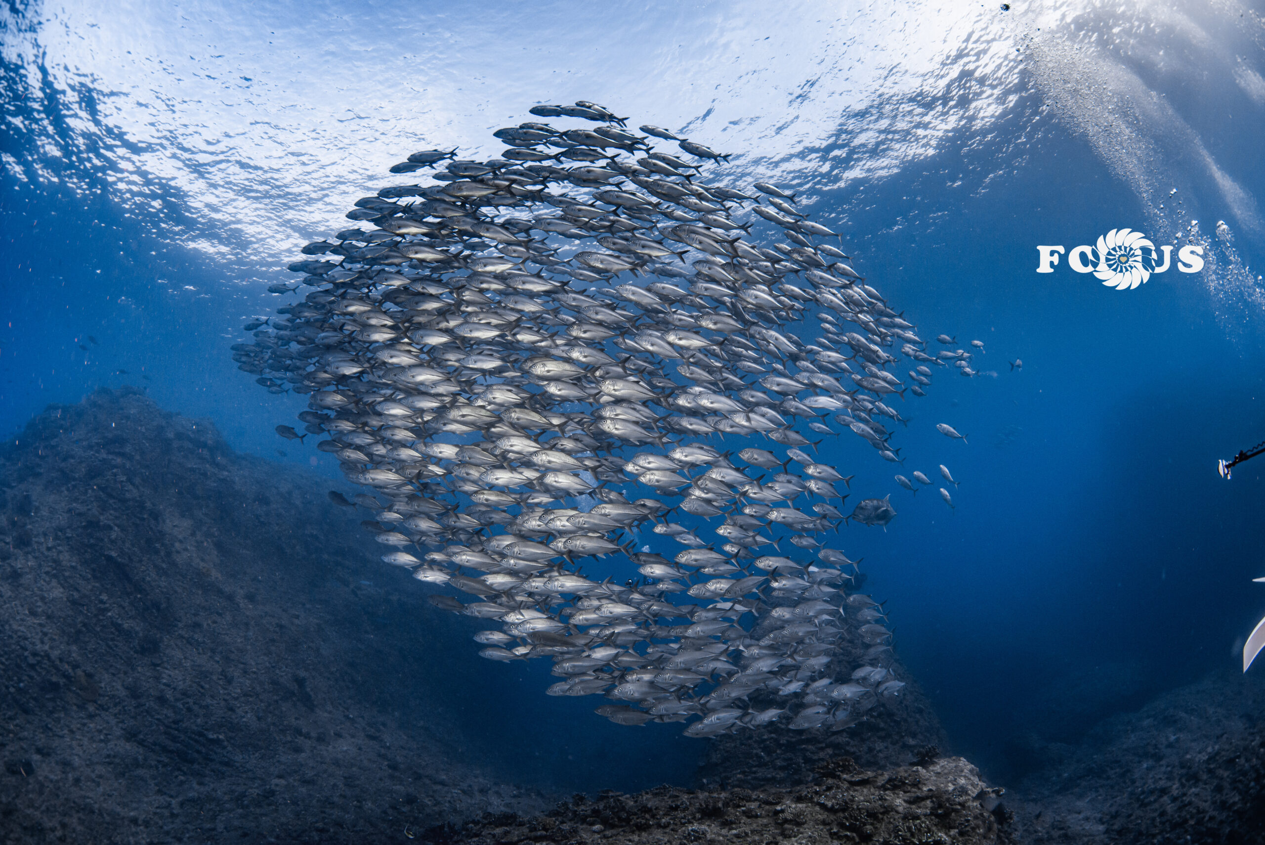 粟国遠征 32回目 – Dive Focus :: 沖縄でのダイビングならフォーカスへ