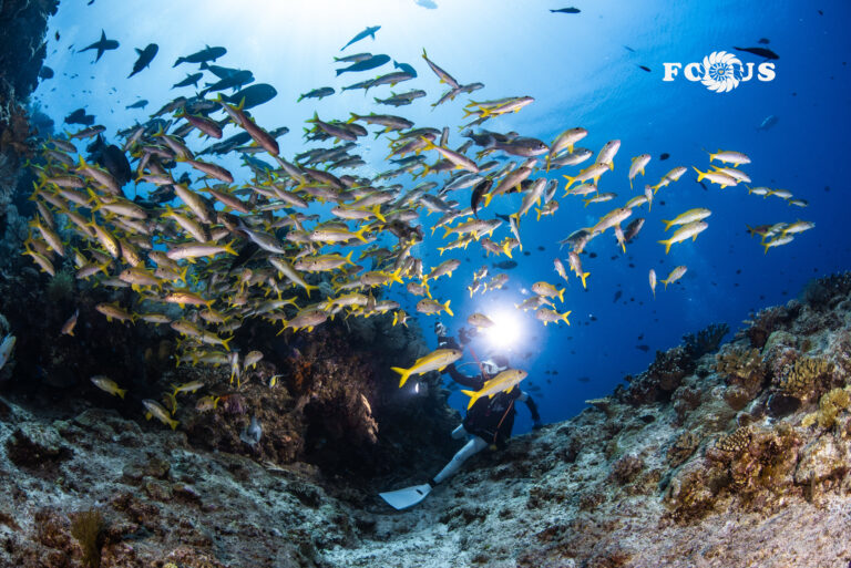 Dive Focus :: 沖縄でのダイビングならフォーカスへ – ベテランダイバーからビギナーダイバー、ブランクダイバー、まだダイビングをしたことがない方までもあなたのリクエストにフォーカス ...