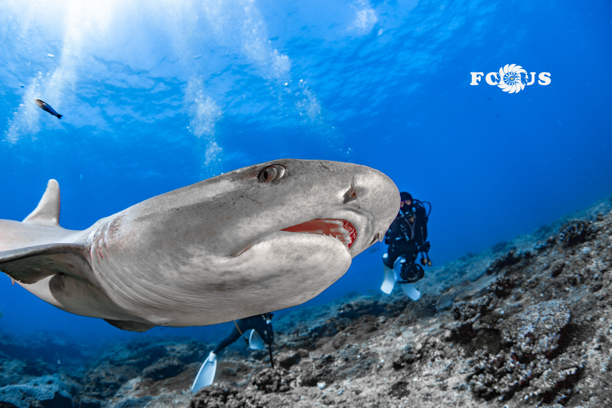 慶良間外洋 シャークショー – Dive Focus :: 沖縄でのダイビングならフォーカスへ