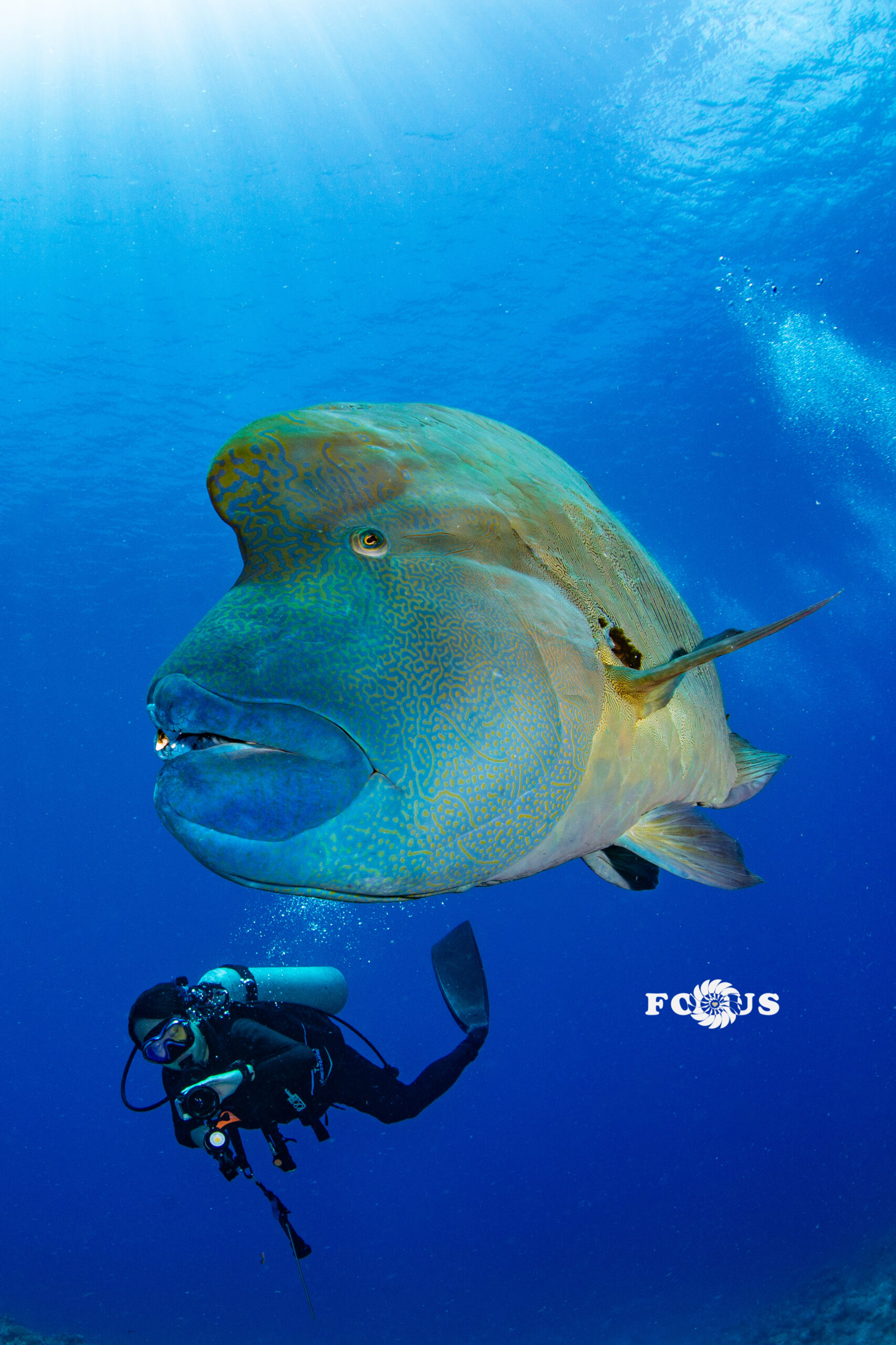 粟国遠征 33回目 – Dive Focus :: 沖縄でのダイビングならフォーカスへ