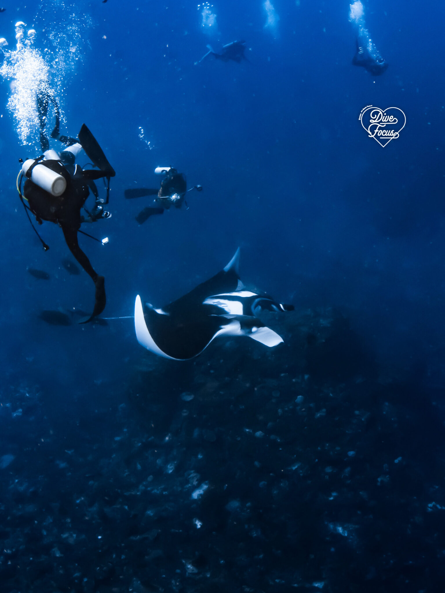 秋のジャイアントマンタシーズンスタート ※ブログ長らく空いてすみません – Dive Focus :: 沖縄でのダイビングならフォーカスへ