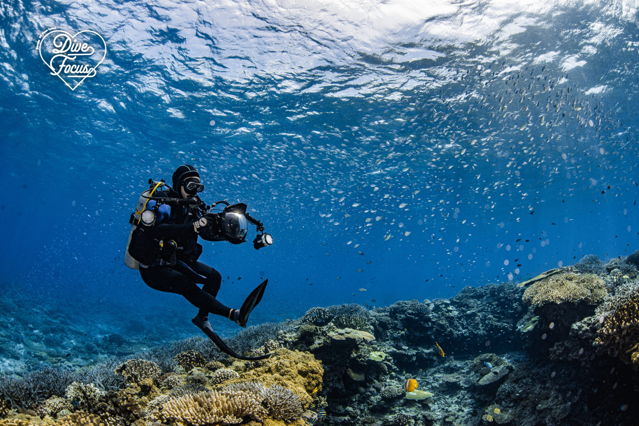 下曽根 2日連続ならず – Dive Focus :: 沖縄でのダイビングならフォーカスへ