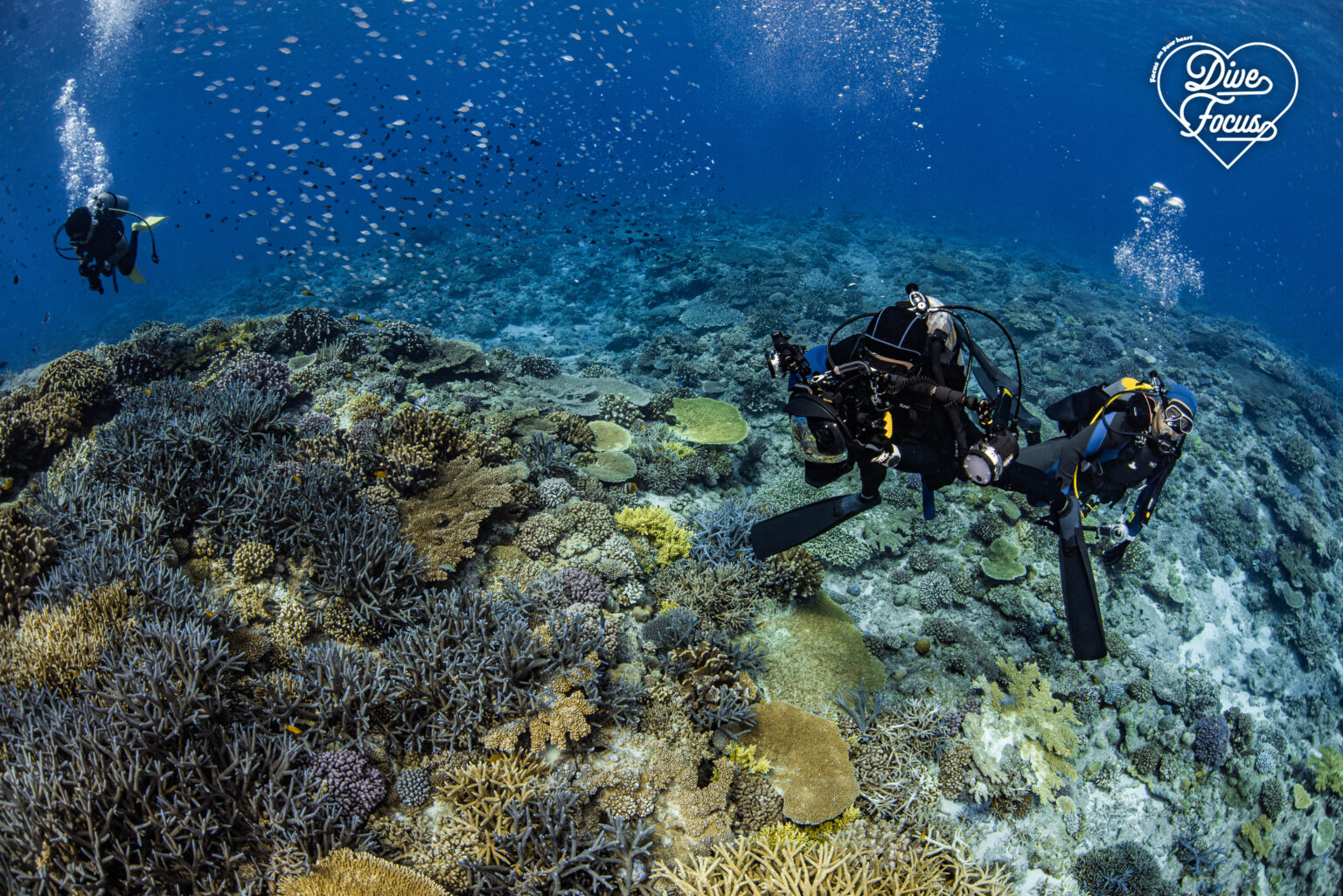 下曽根 2日連続ならず – Dive Focus :: 沖縄でのダイビングならフォーカスへ